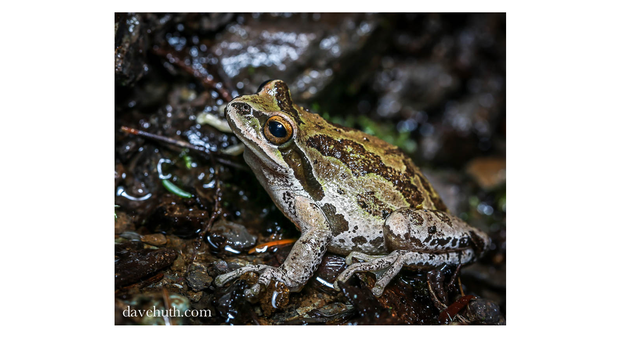 Frogs with Dr. Jessica Wooten | Marietta College